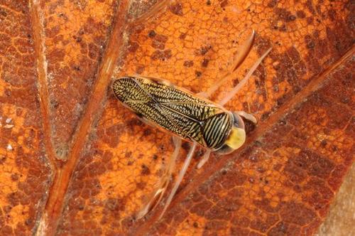 Sigara lateralis · iNaturalist