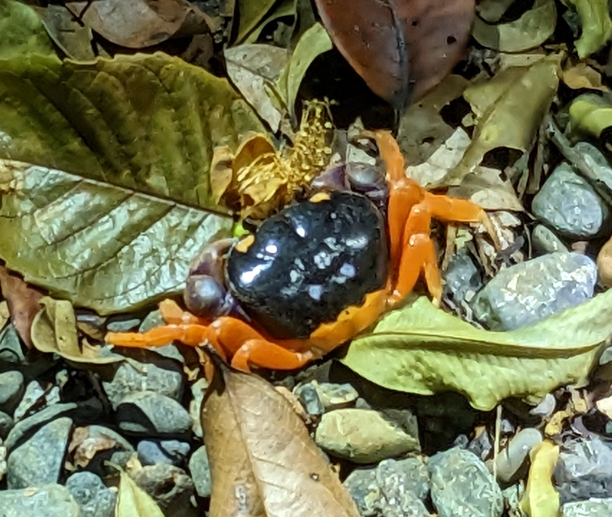 Gecarcinus quadratus de Saussure, 1853