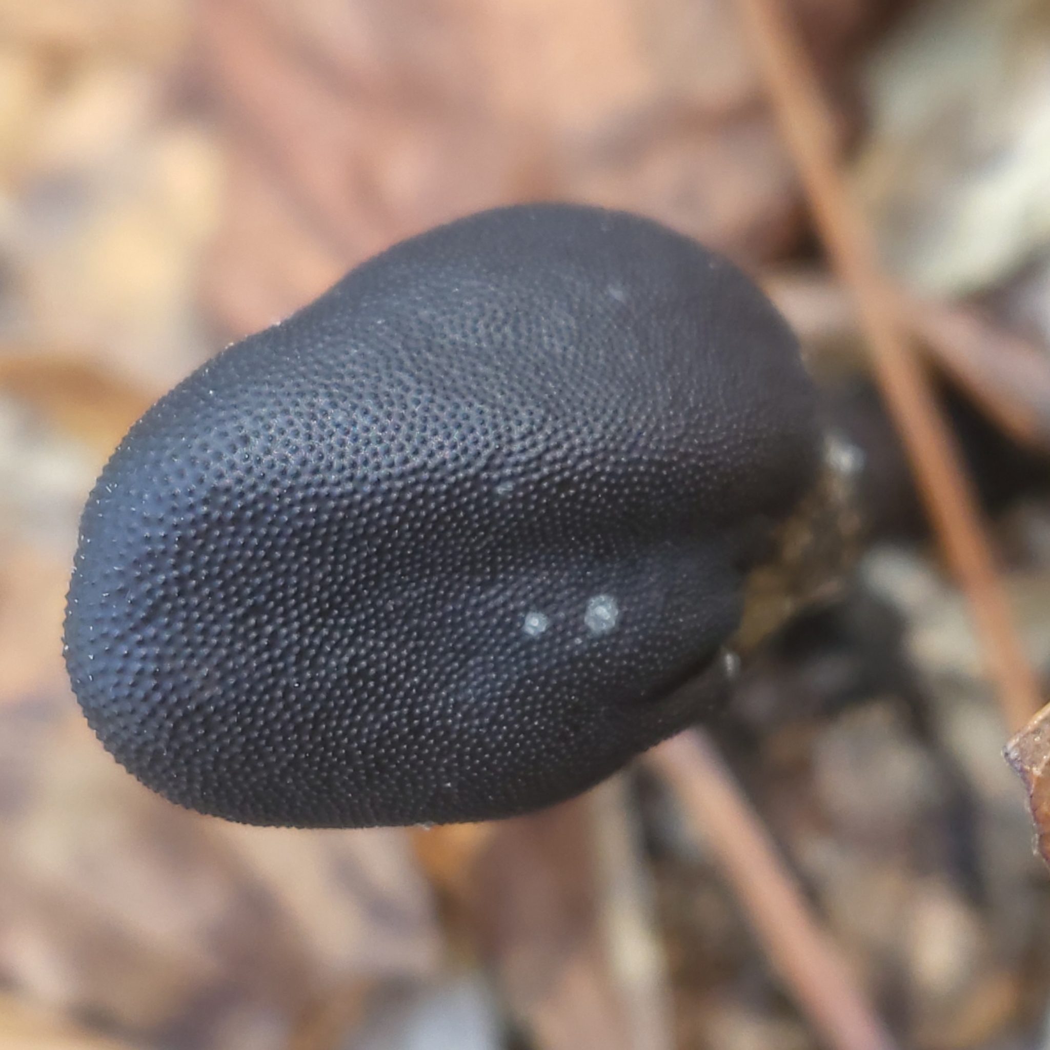 Tolypocladium W.Gams, 1971