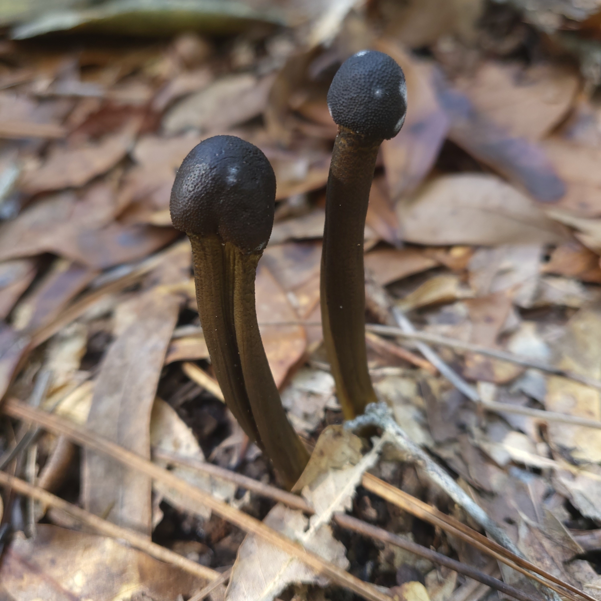 Tolypocladium W.Gams, 1971