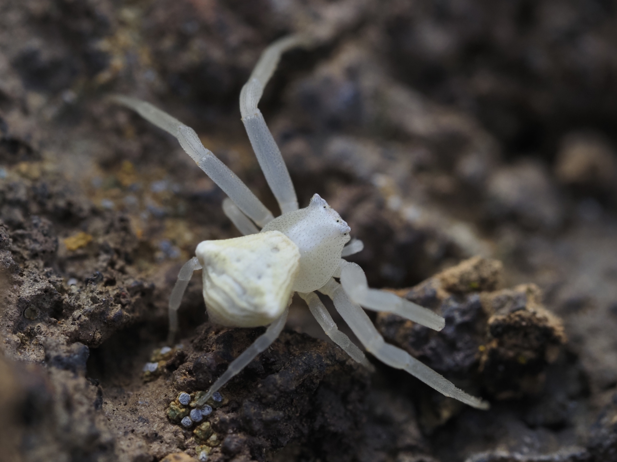 Thomisus onustus Walckenaer, 1805