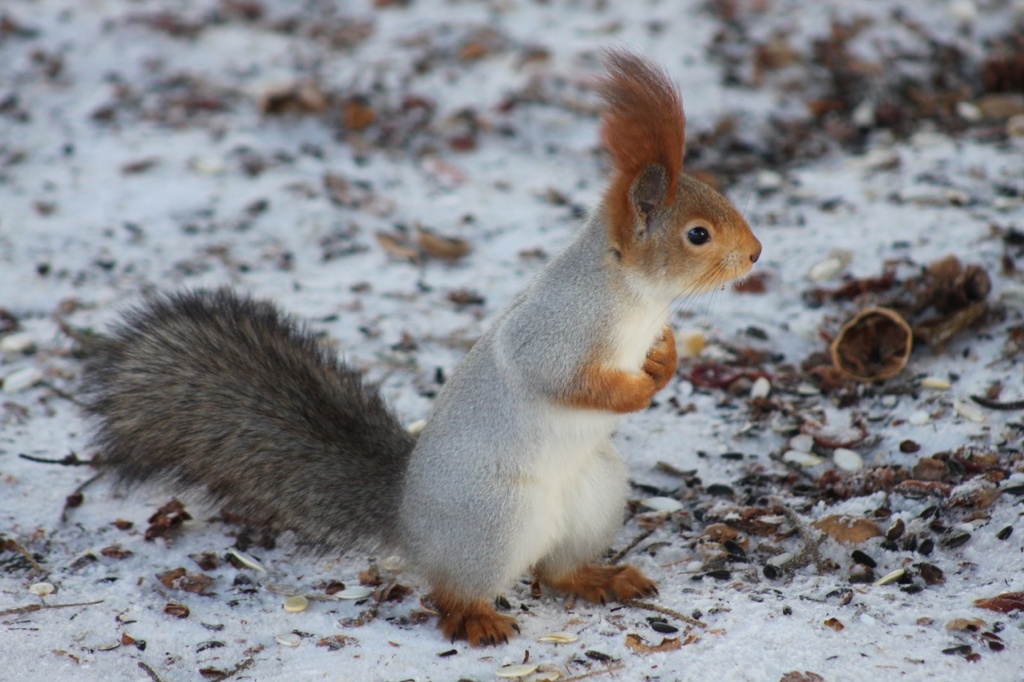 Siberian Red Squirrel (Sciurus vulgaris exalbidus) - Know Your Mammals