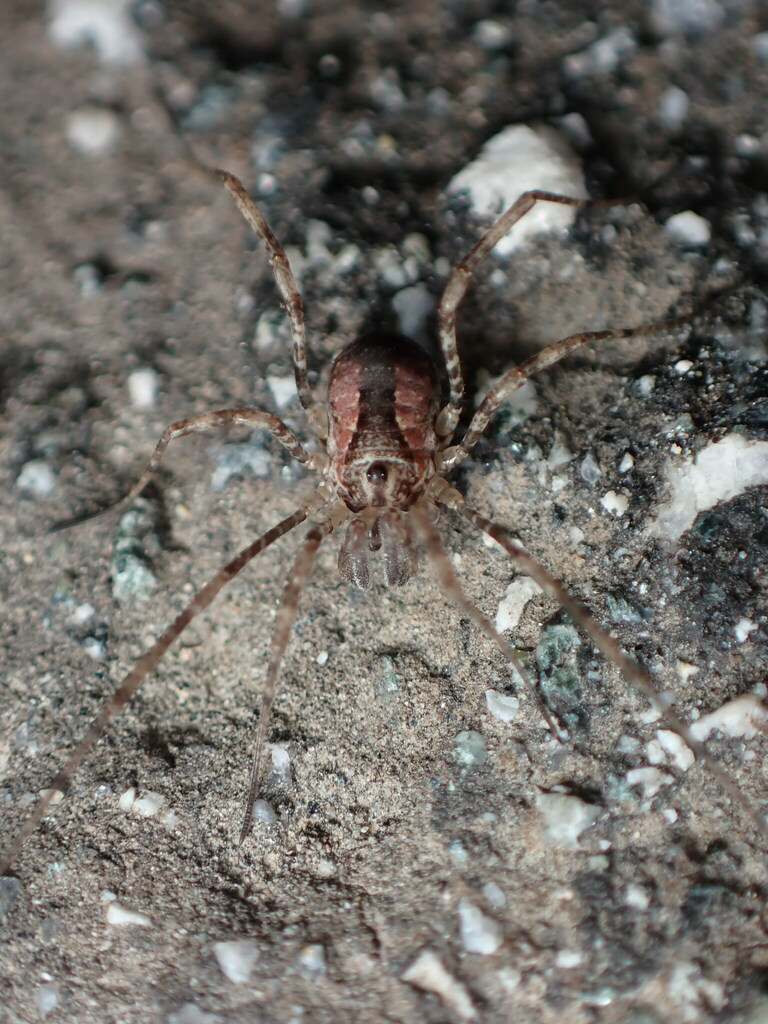 Protolophus in January 2023 by Robin Gwen Agarwal · iNaturalist