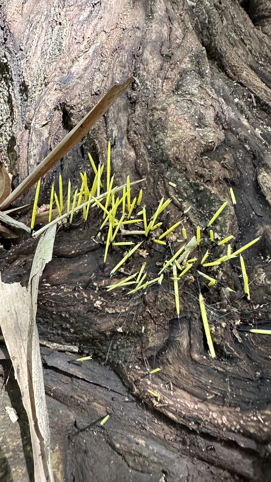 Sphiggurus spinosus (F.Cuvier, 1823)