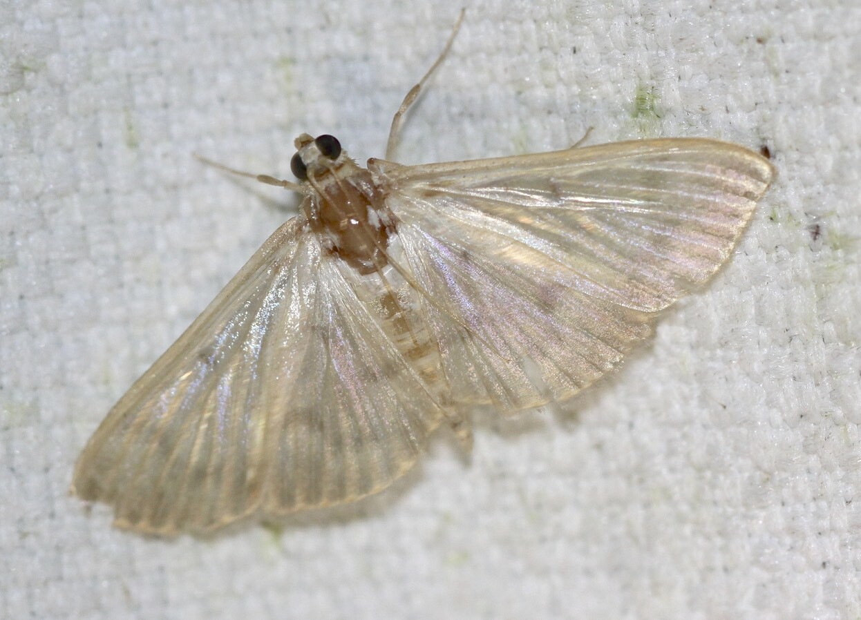 Patania sabinusalis (Walker, 1859)