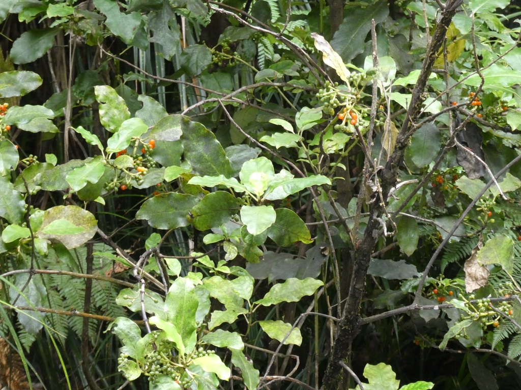 Kanono from Kawhia Road, Makomako 3895, New Zealand on January 31, 2023 ...