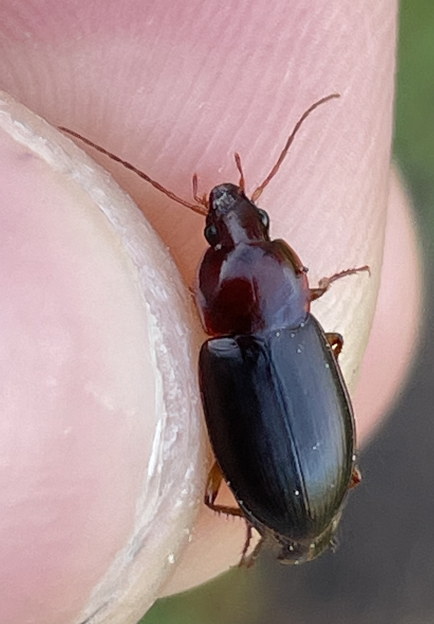 Calathus Bonelli, 1810