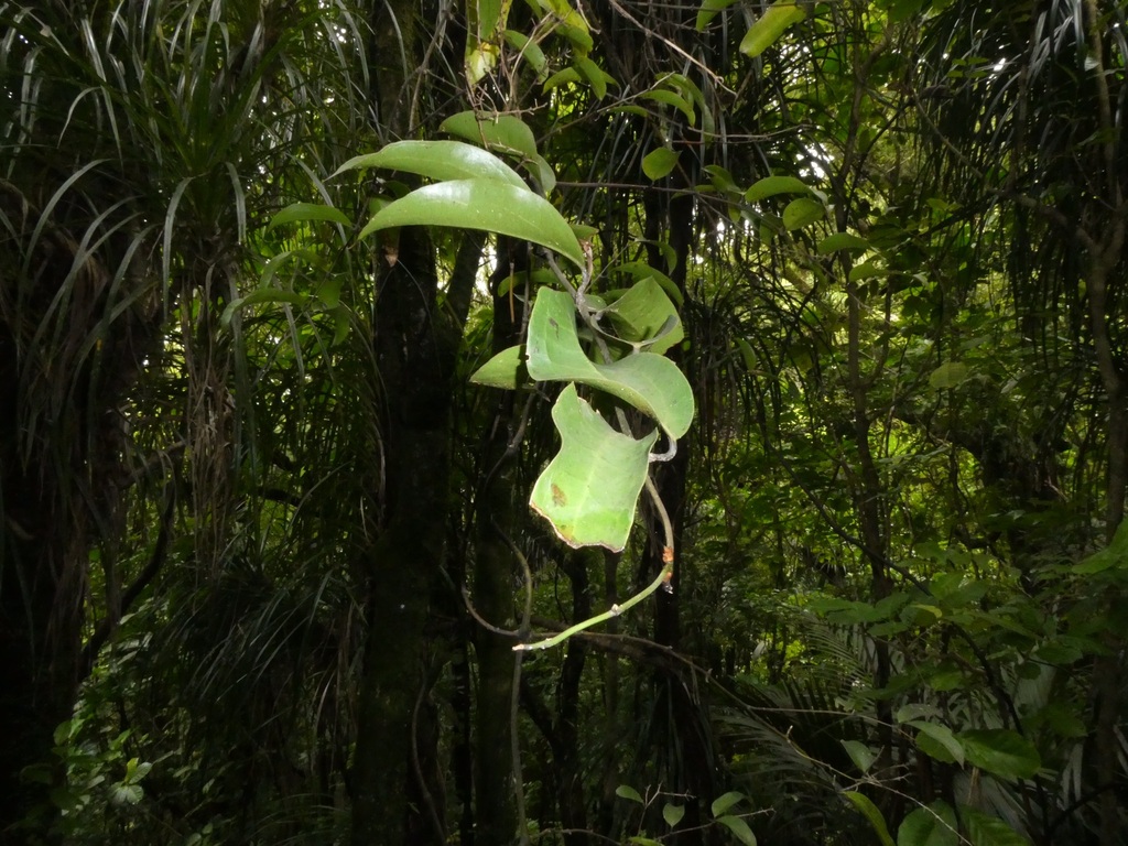 Supplejack from Kawhia Road, Makomako 3895, New Zealand on January 31, 2023 at 12:02 PM by ...