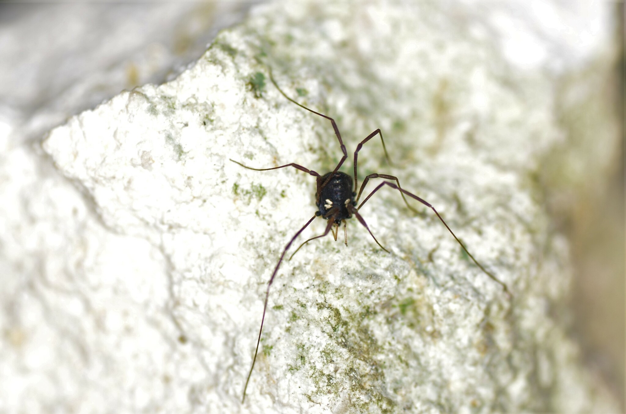 Nemastomatidae