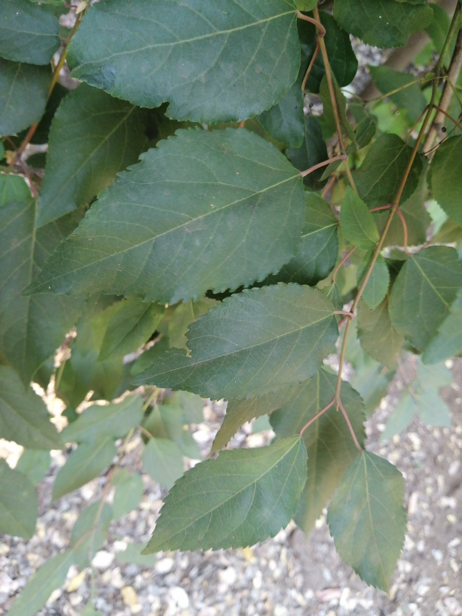 Aristotelia chilensis (Molina) Stuntz