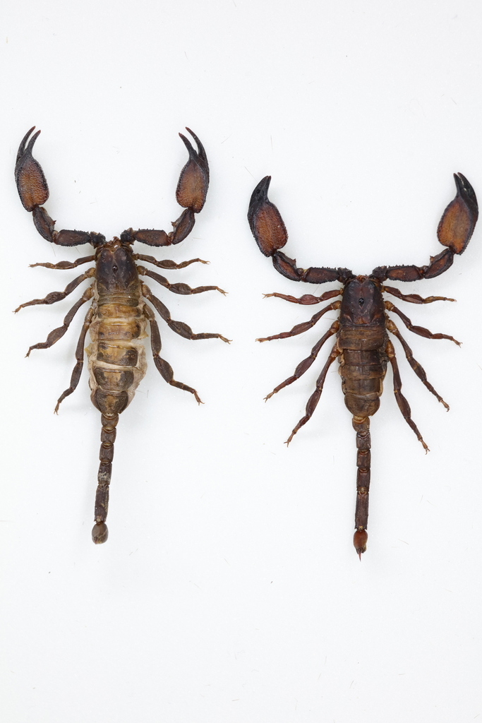 Scorpiops wrzecionkoi from 中国 by Victoria Tang. Personal collection ...