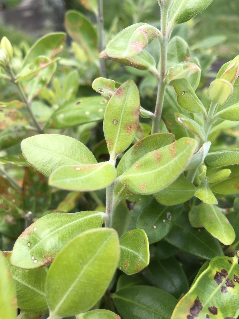 Myrtle Rust from North Island, Auckland, Auckland, NZ on February 02 ...