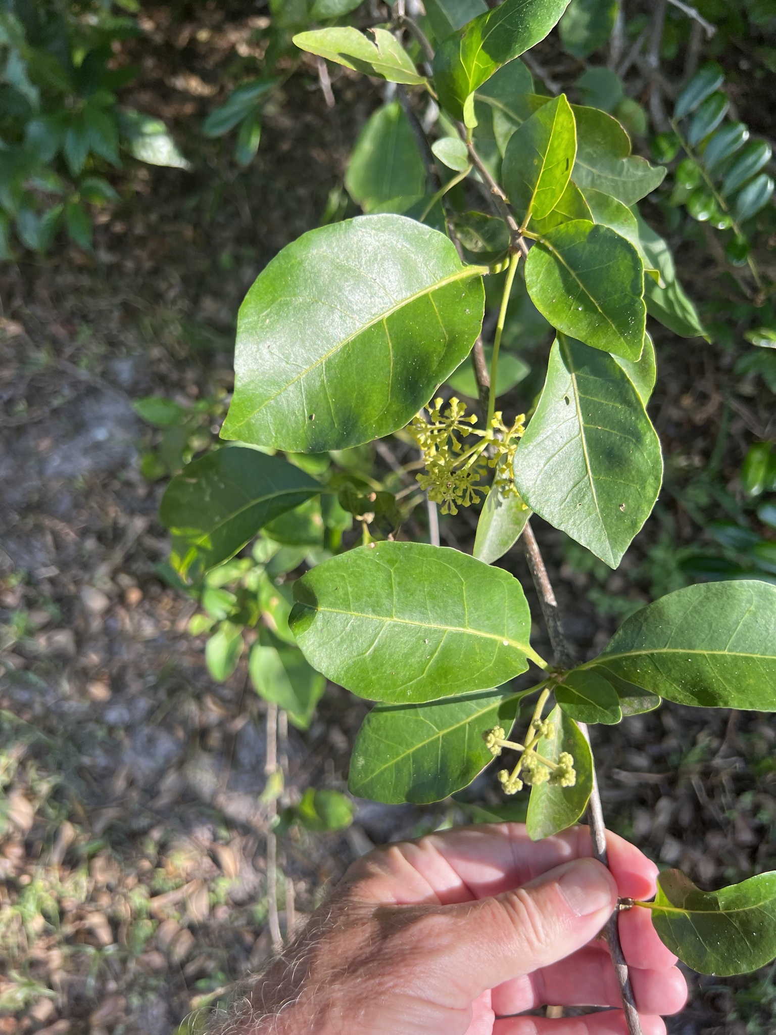 Pisonia aculeata L.