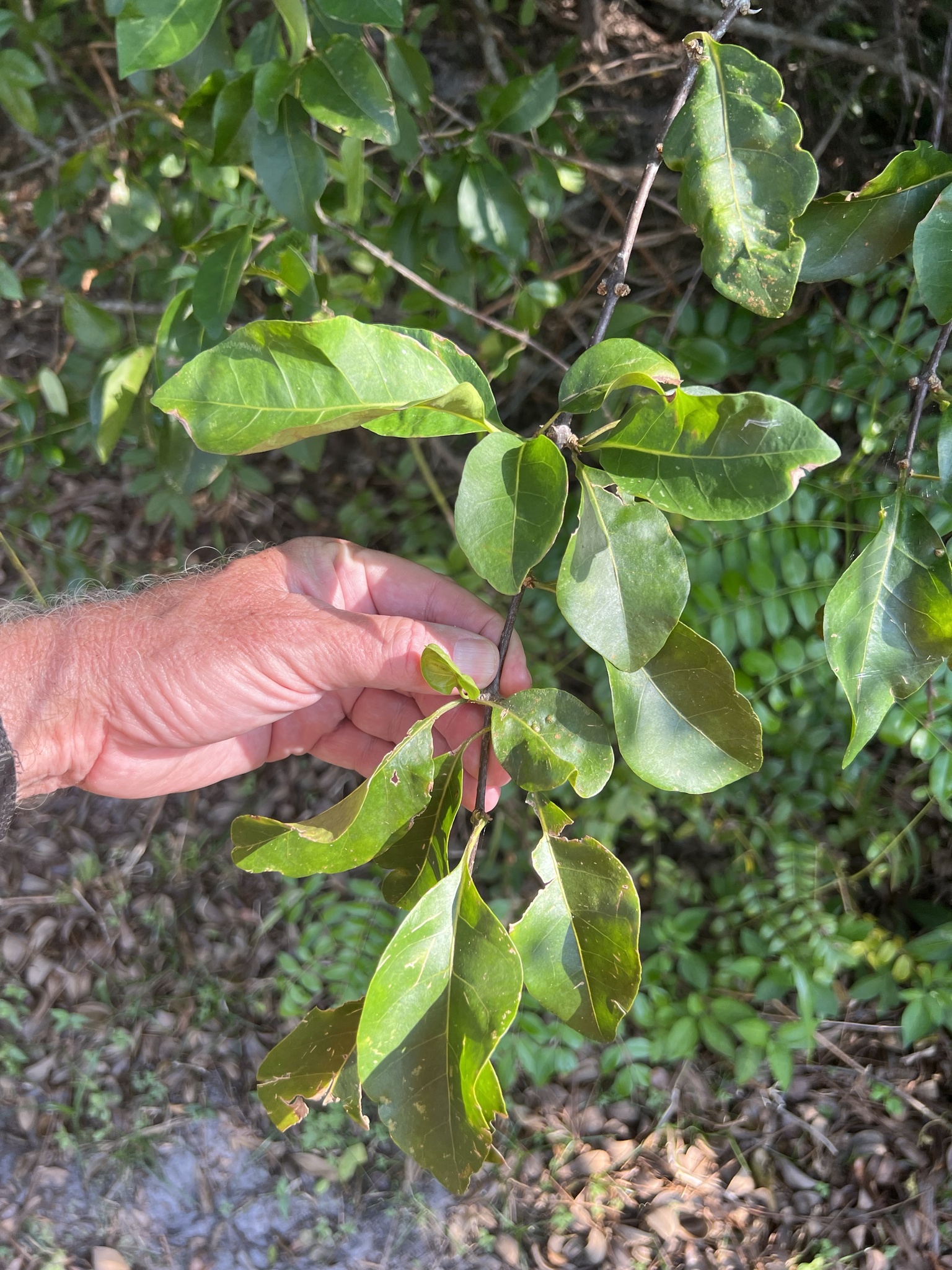 Pisonia aculeata L.