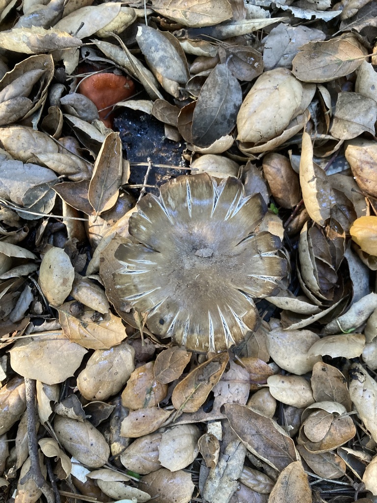Basidiomycete Fungi from Clairemont, San Diego, CA, USA on February 01 ...