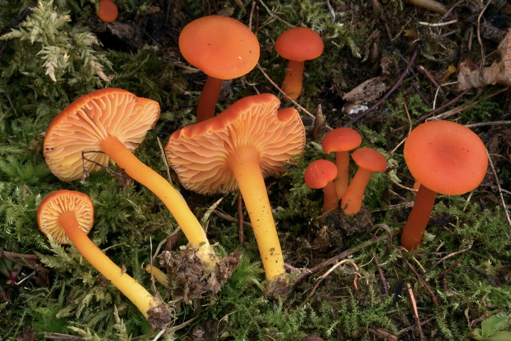 Hygrocybe constans (Encyclopedia of North American Mushrooms pt. 2 ...