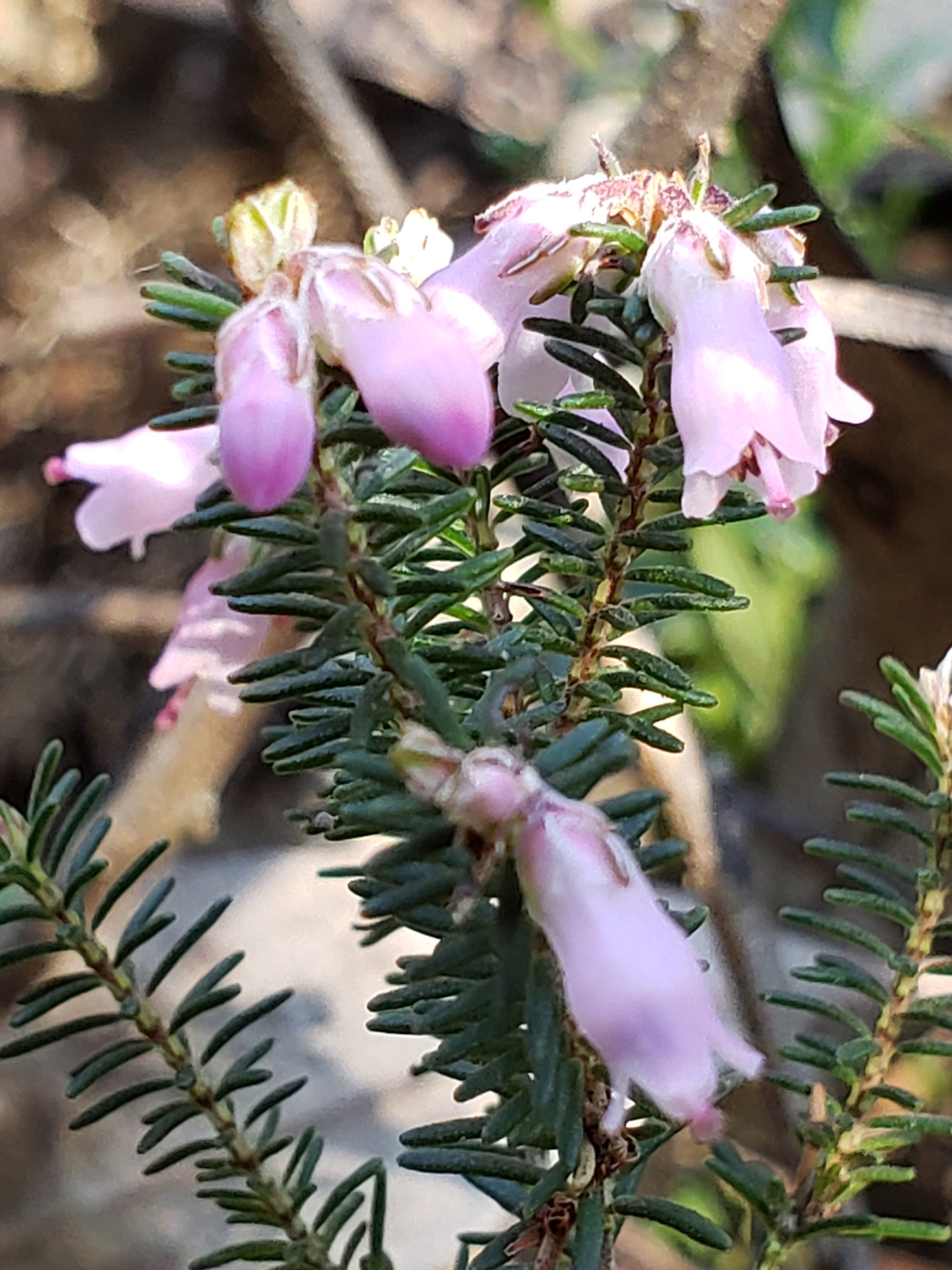 Erica australis L.
