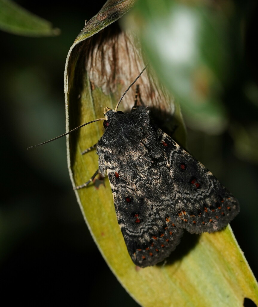 Proteuxoa from Yarra Ranges - Seville, Victoria, Australia on January ...