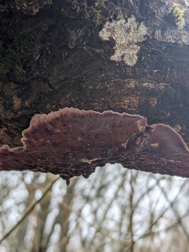 Silverleaf Fungus from Eugene, OR 97404, USA on January 29, 2023 at 04: ...