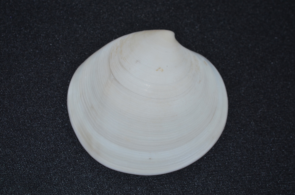 Dosina from City of Marco, Marco Island, FL, USA on January 10, 2023 at ...