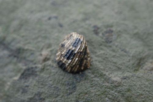 Maru-amaobune (Nerita squamulata) · iNaturalist