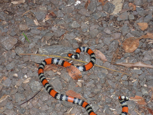 Uruguayan Coralsnake (Micrurus altirostris) - Snakes and Lizards