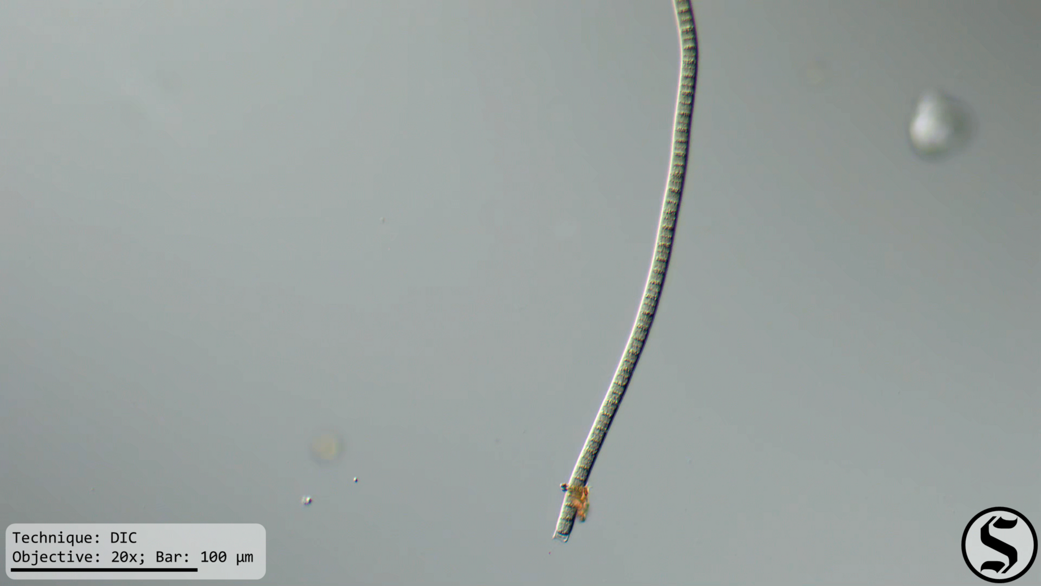 Phormidium Kützing ex Gomont, 1892