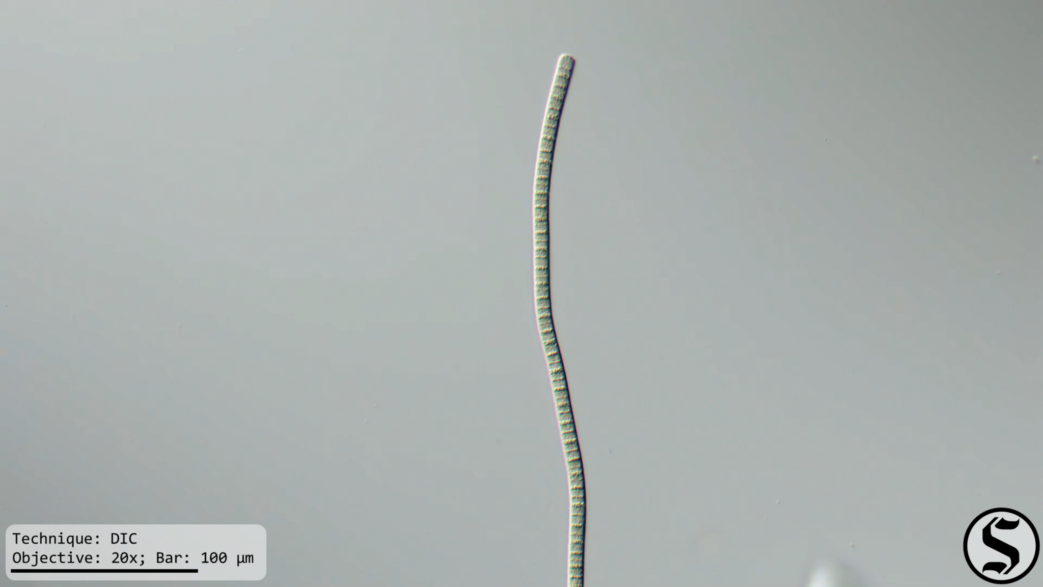 Phormidium Kützing ex Gomont, 1892