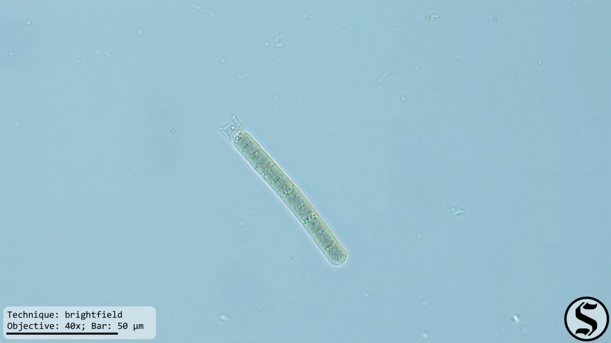 Phormidium Kützing ex Gomont, 1892