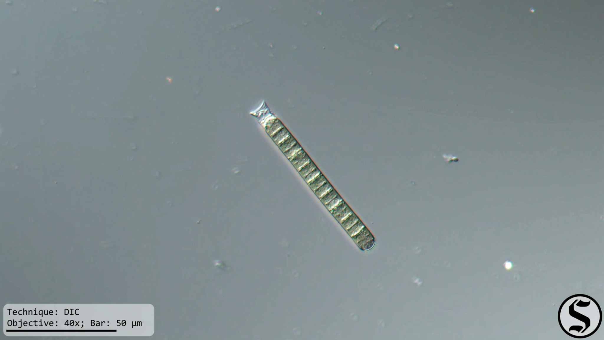 Phormidium Kützing ex Gomont, 1892