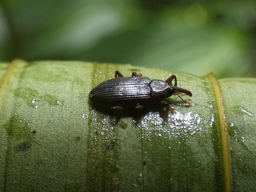 Nanus hispidus · iNaturalist