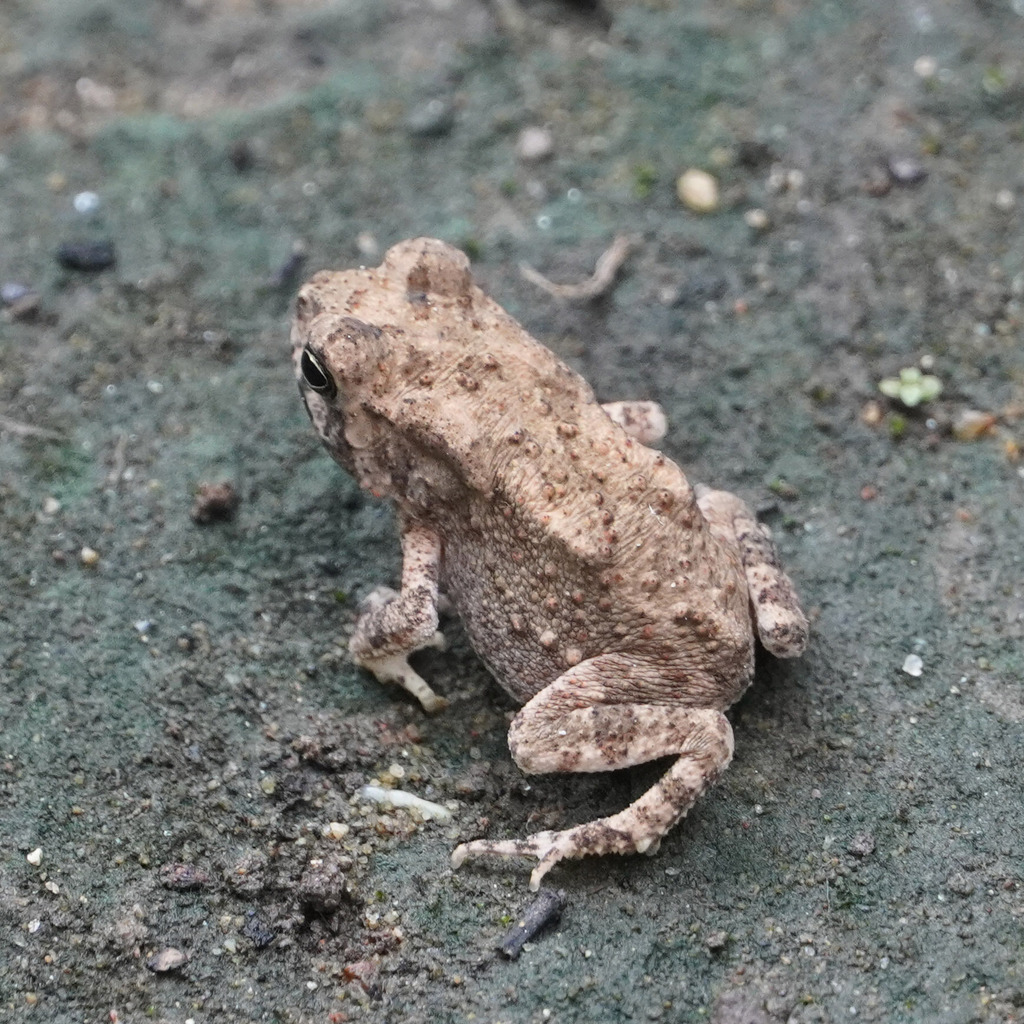 Asian Common Toad from Sangkat Boeng Keng Kang Ti Bei, Phnom Penh ...