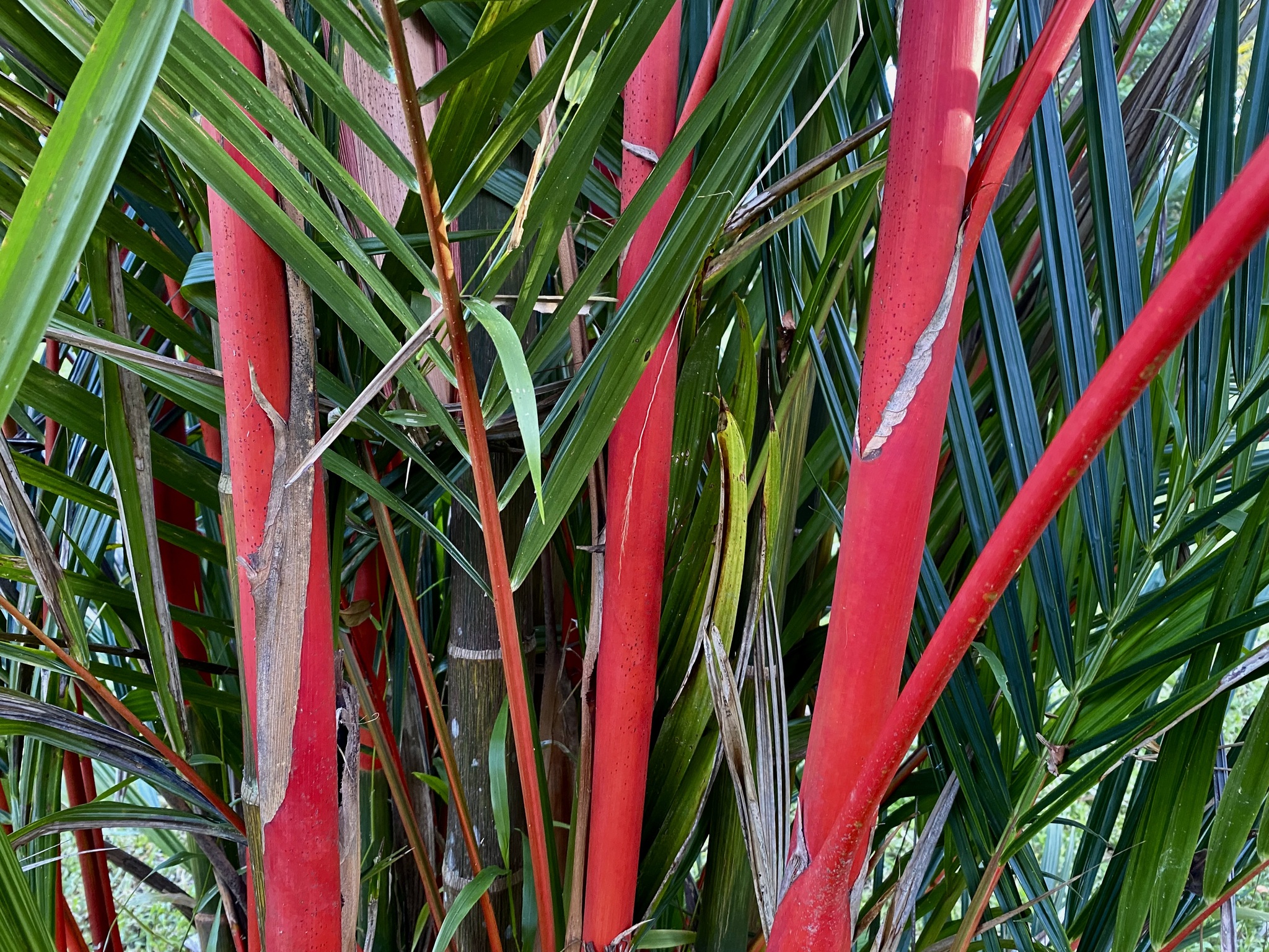 Cyrtostachys renda Blume