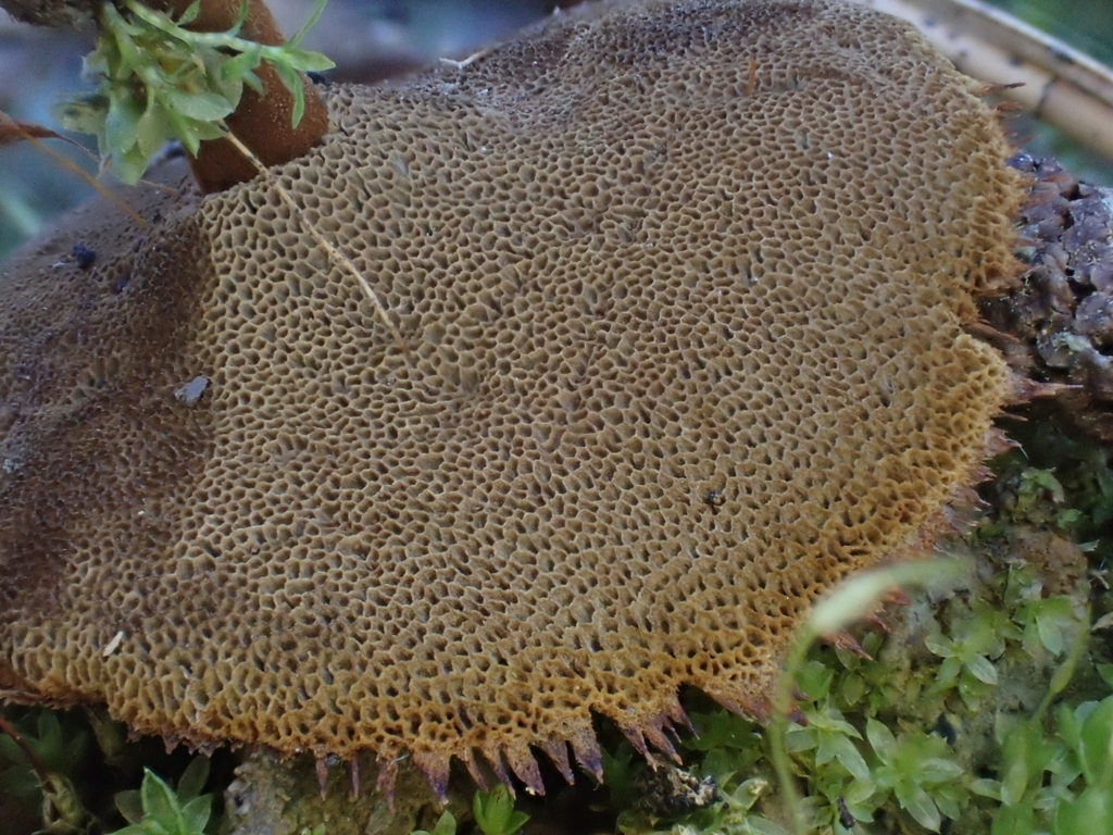 Coltricia confluens from Geyserville, CA 95441, USA on January 28, 2023 ...