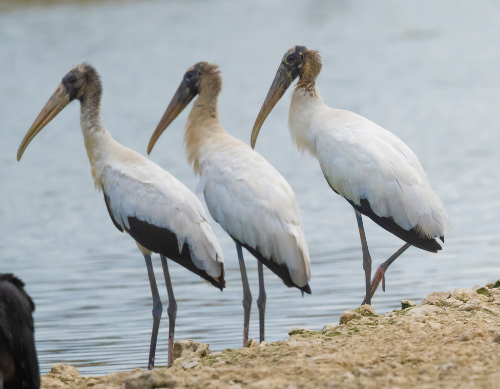 Wood Stork from Collier County, FL, USA on January 27, 2023 at 09:12 AM ...