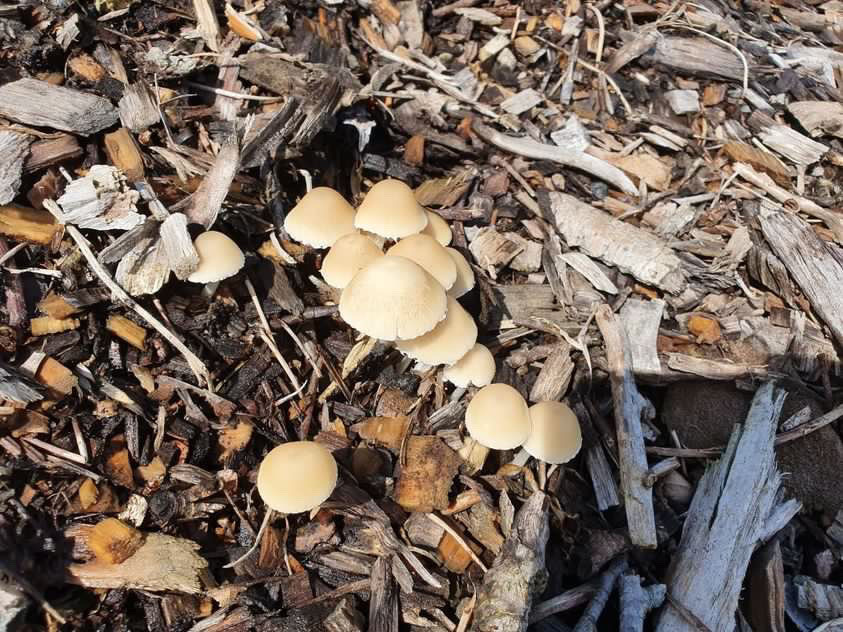 Pale Brittlestem from North Island, Hamilton, Waikato, NZ on February ...