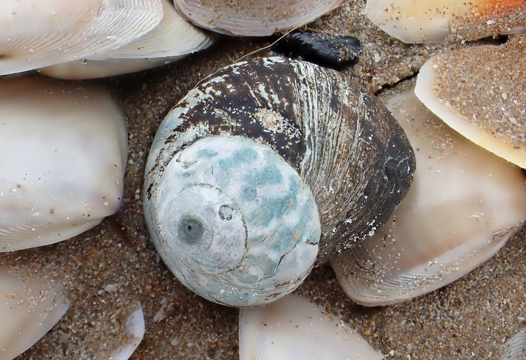 Lunella undulata (Lightfoot), 1786