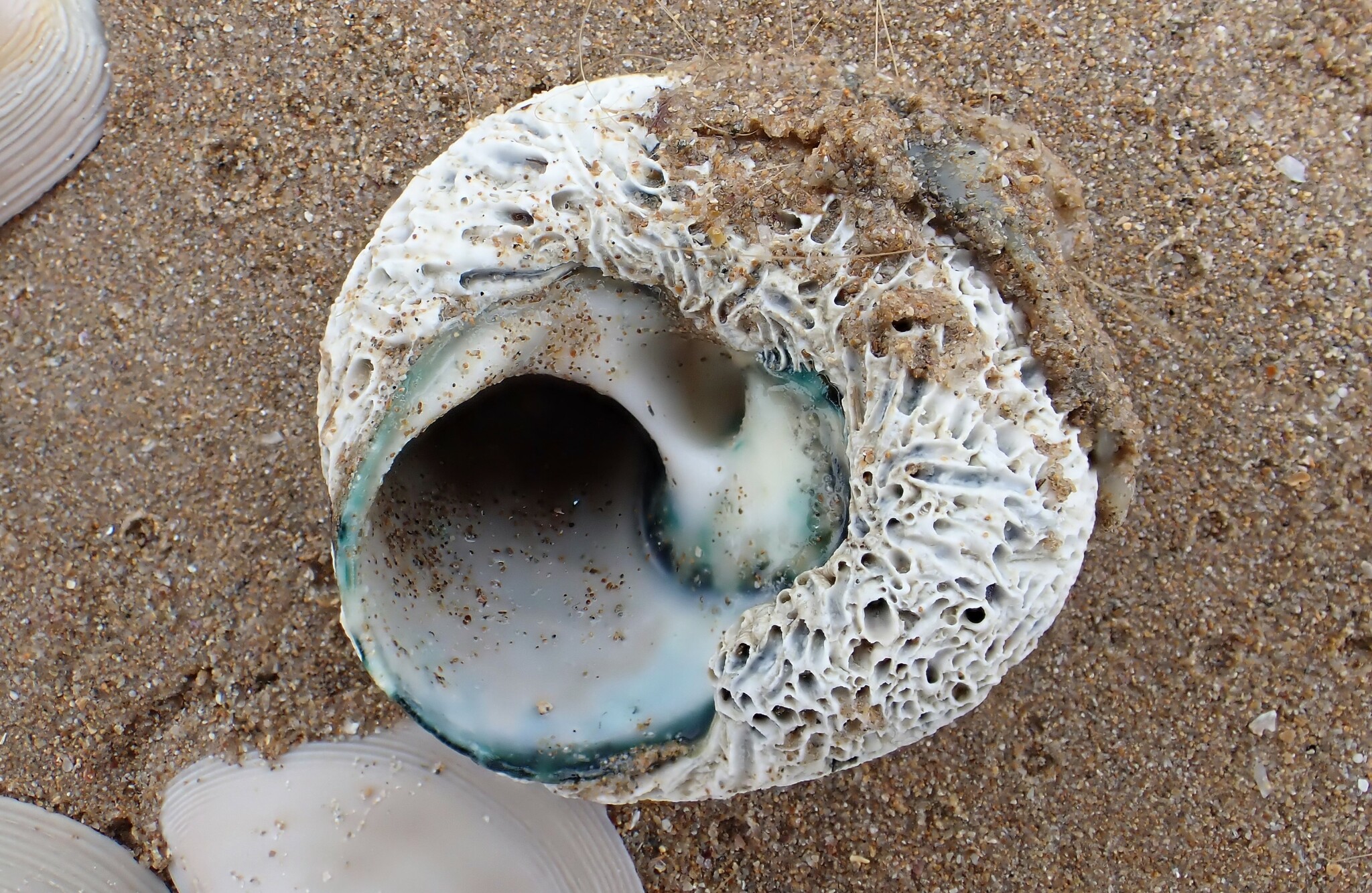 Lunella undulata (Lightfoot), 1786