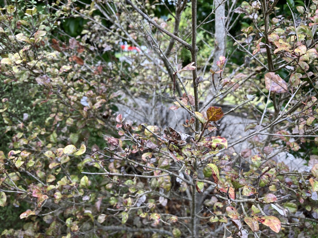 Myrtle Rust from Kaitawa Reserve, Paraparaumu, Wellington, NZ on ...
