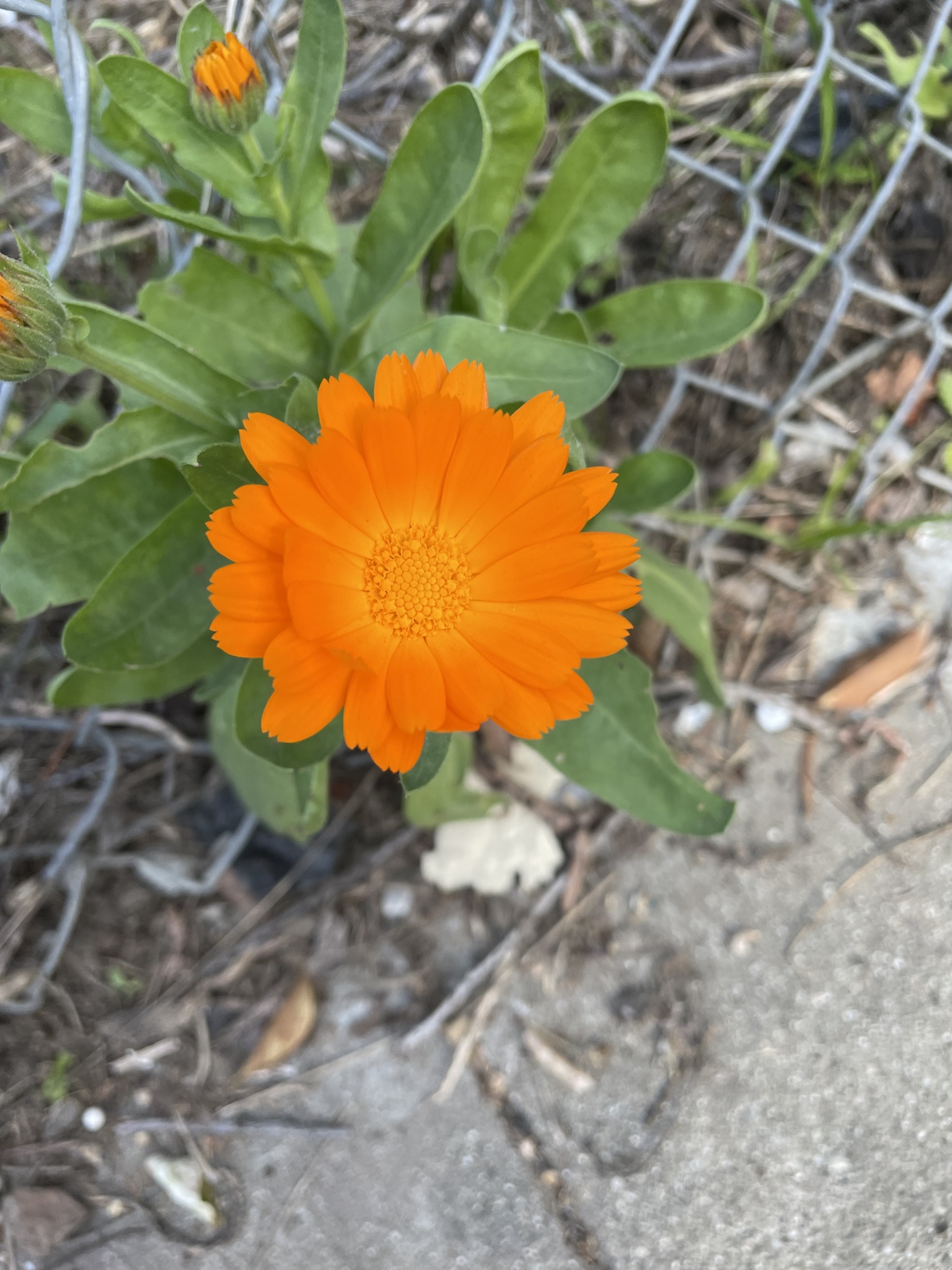 Calendula officinalis L.