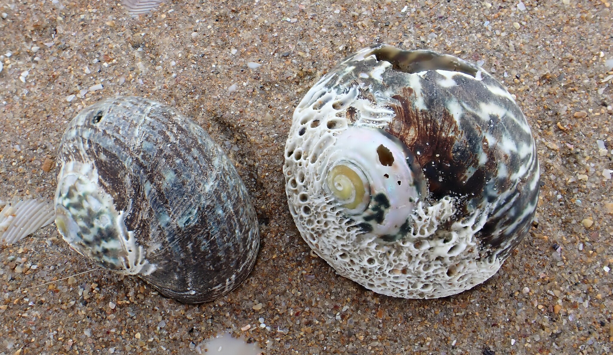 Lunella undulata (Lightfoot), 1786