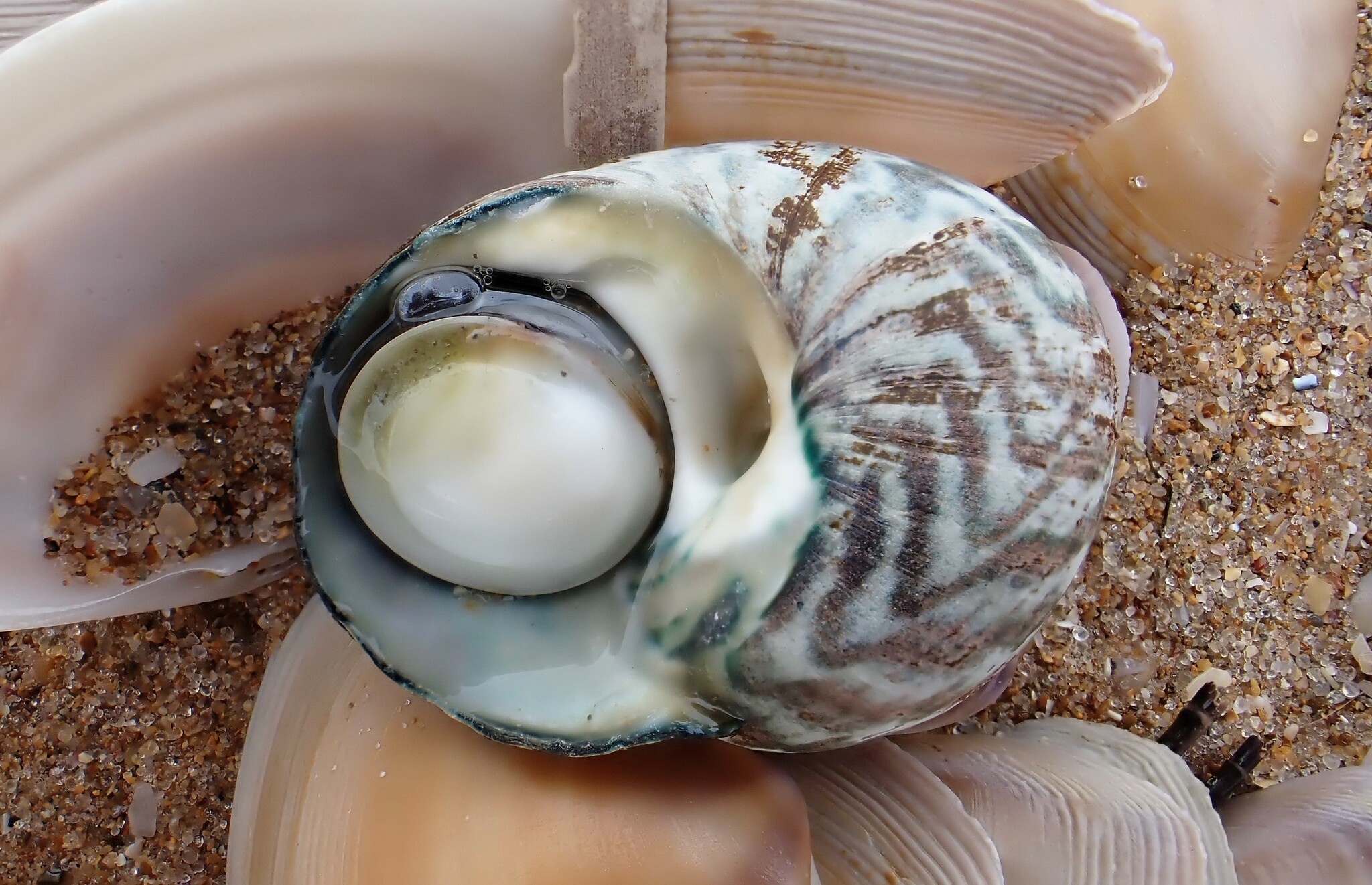 Lunella undulata (Lightfoot), 1786