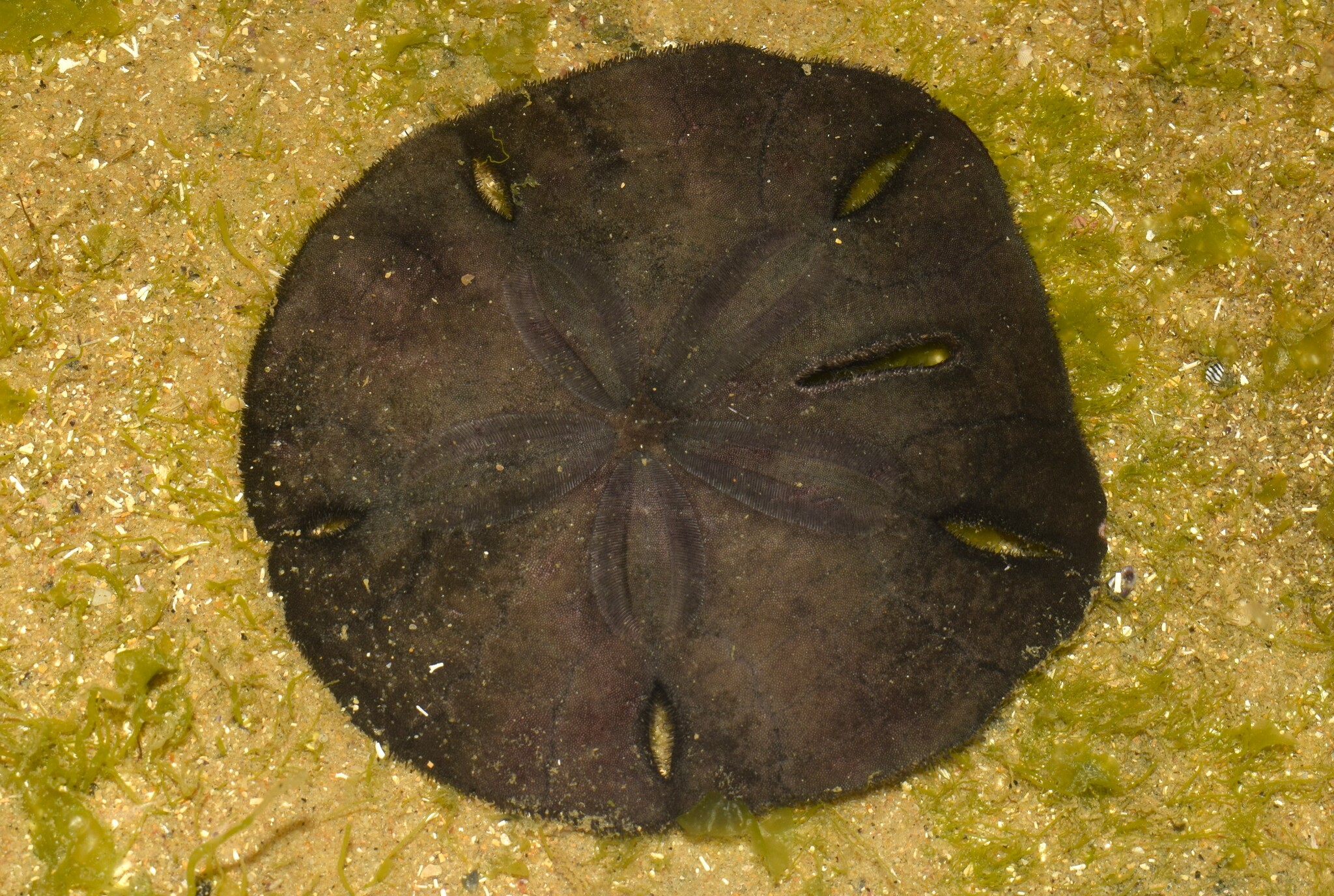 Encope emarginata (Leske, 1778)