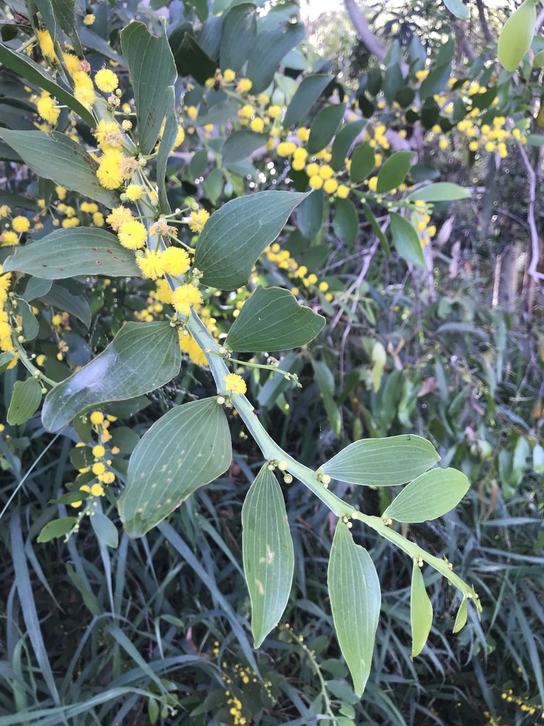 flat-stemmed wattle from Woondum Rd, Kybong, QLD, AU on December 15 ...