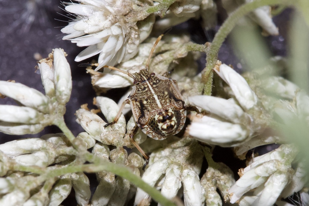 Oncocoris from Woods Bushland Reserve, Tuerong VIC 3915, Australia on ...