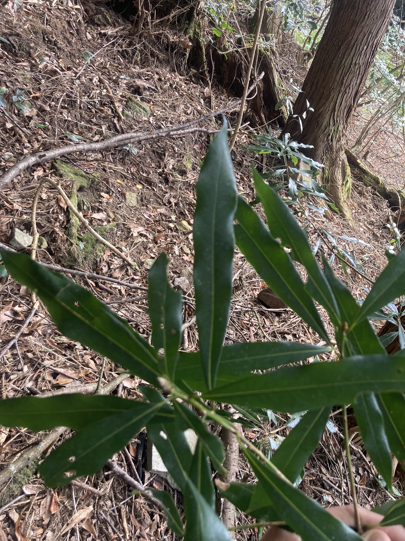 Machilus japonica Siebold & Zucc.