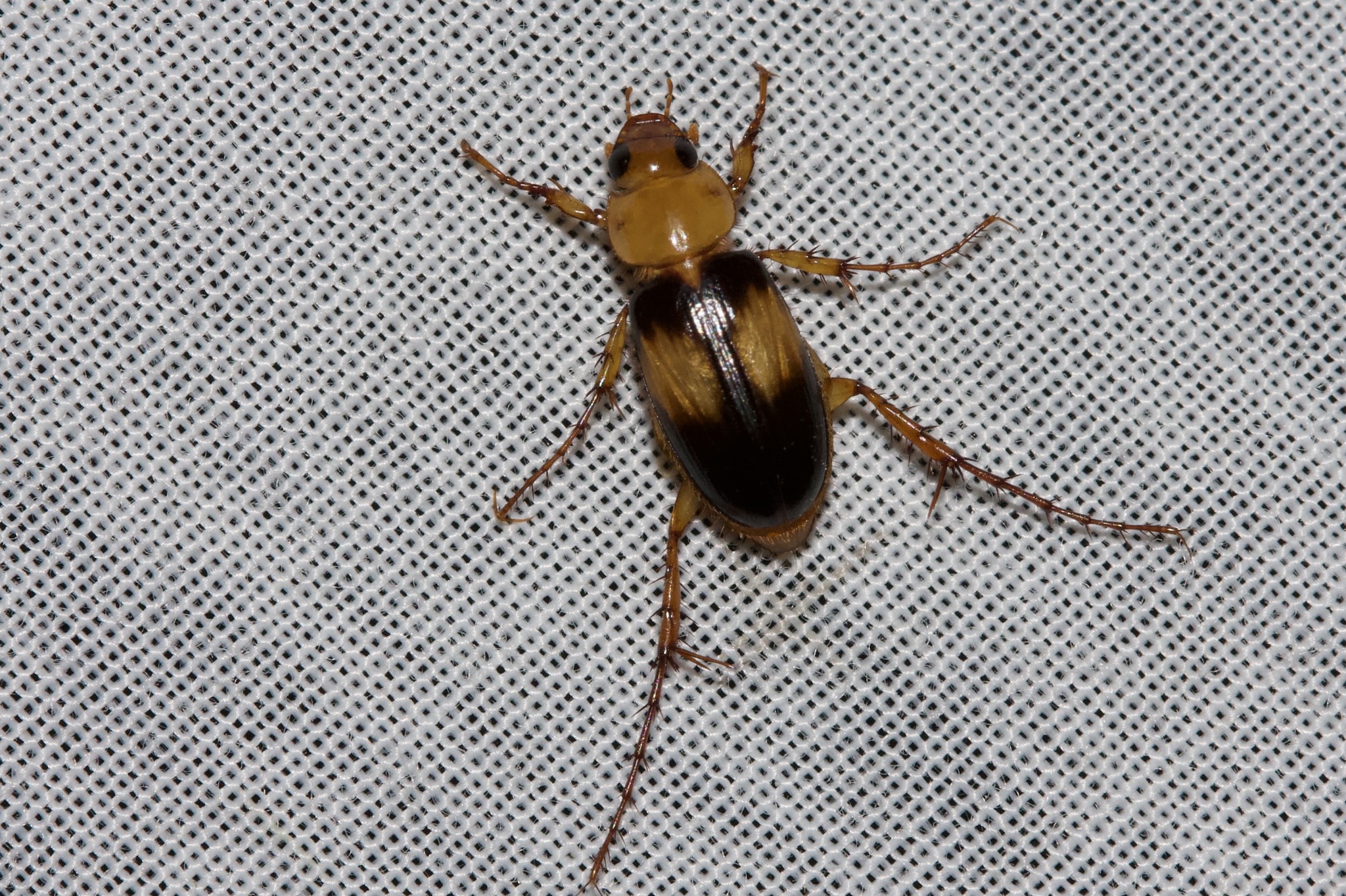 Phyllotocus Fischer von Waldheim, 1823