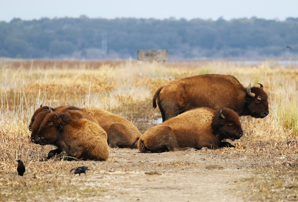American Bison from Bolens Bluff Trail, Paynes Prairie Preserve State ...