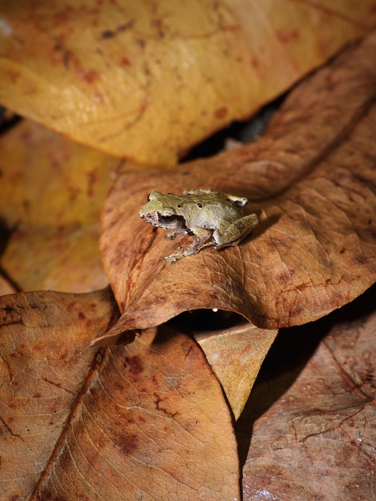 Romer's Tree Frog from 中国 海南省乐东黎族自治县 尖峰镇中线尖峰岭国家森林公园 on February 1, 2023 ...
