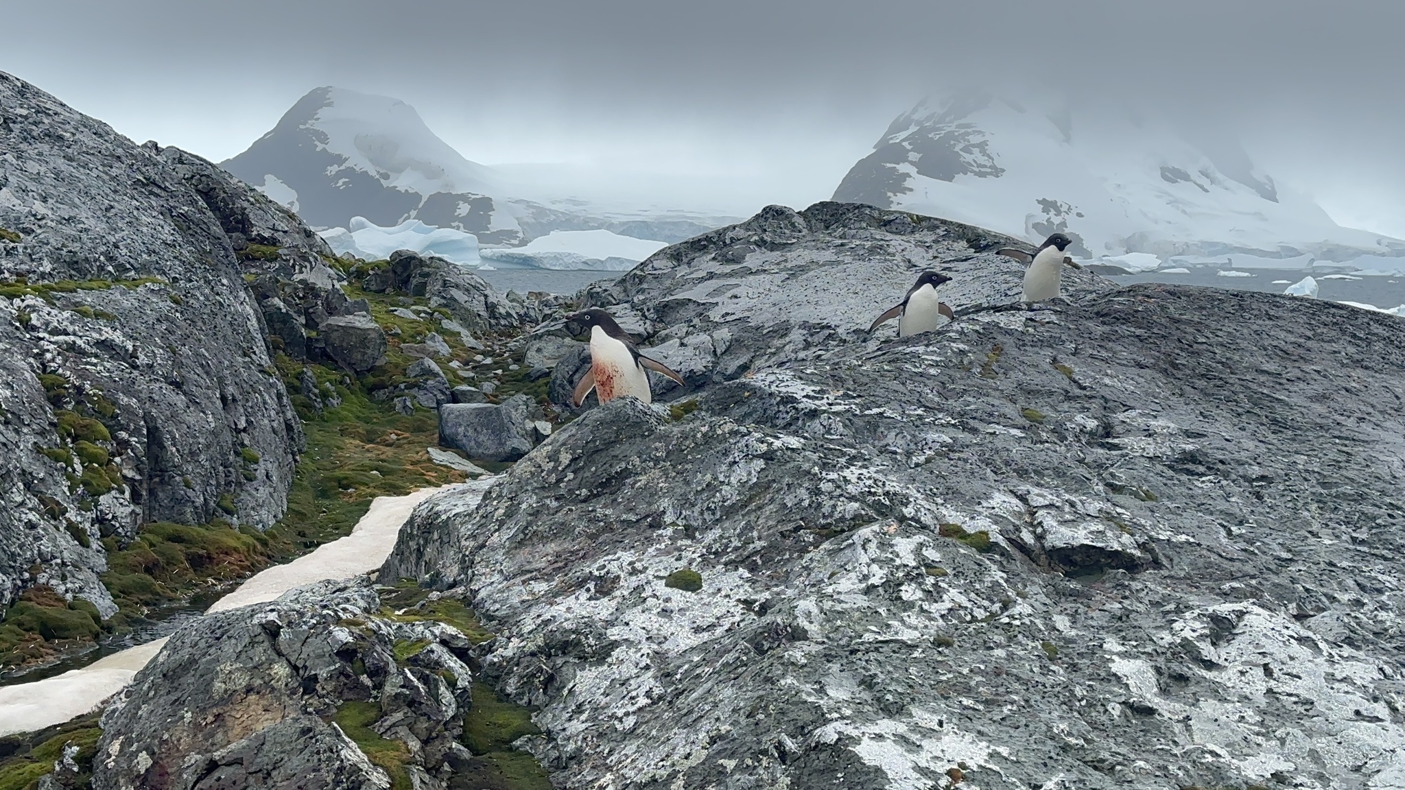 Pygoscelis adeliae (Hombron & Jacquinot, 1841)